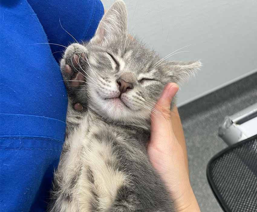 Home - El Camino Veterinary Hospital